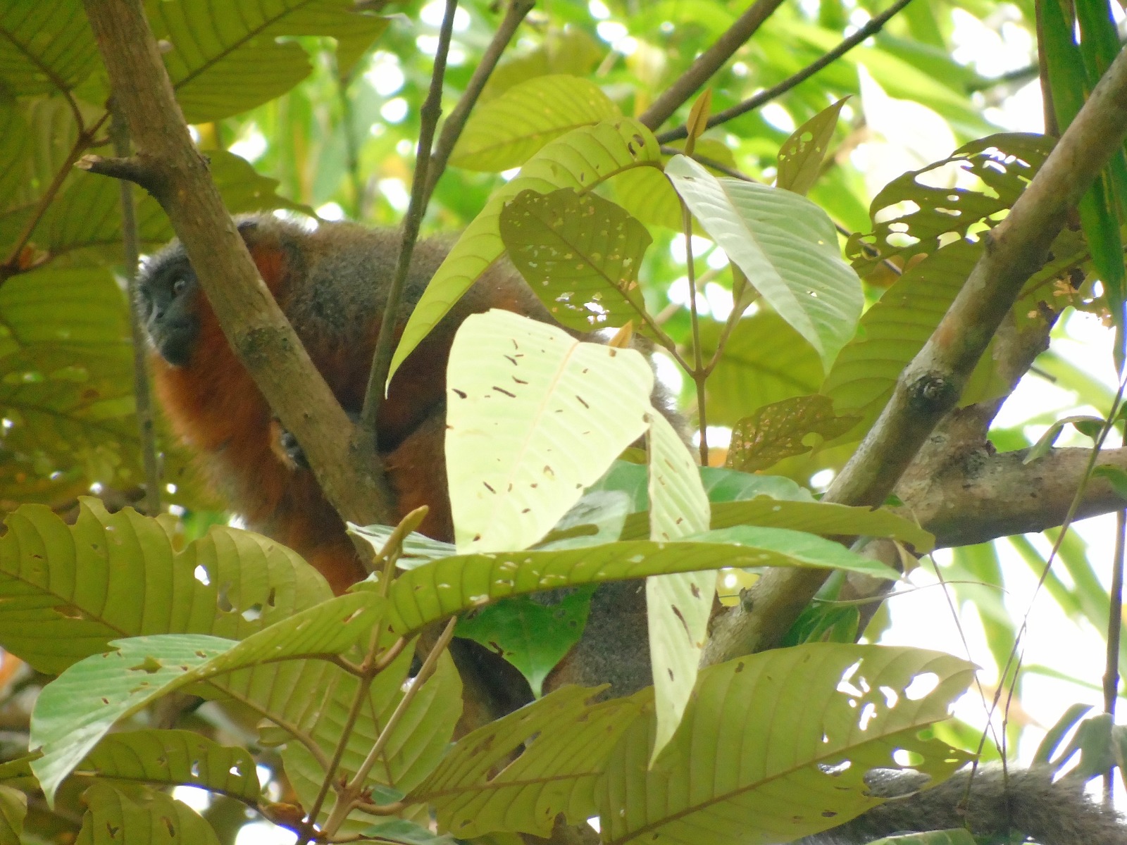 Primates and peasants in a joint struggle for survival